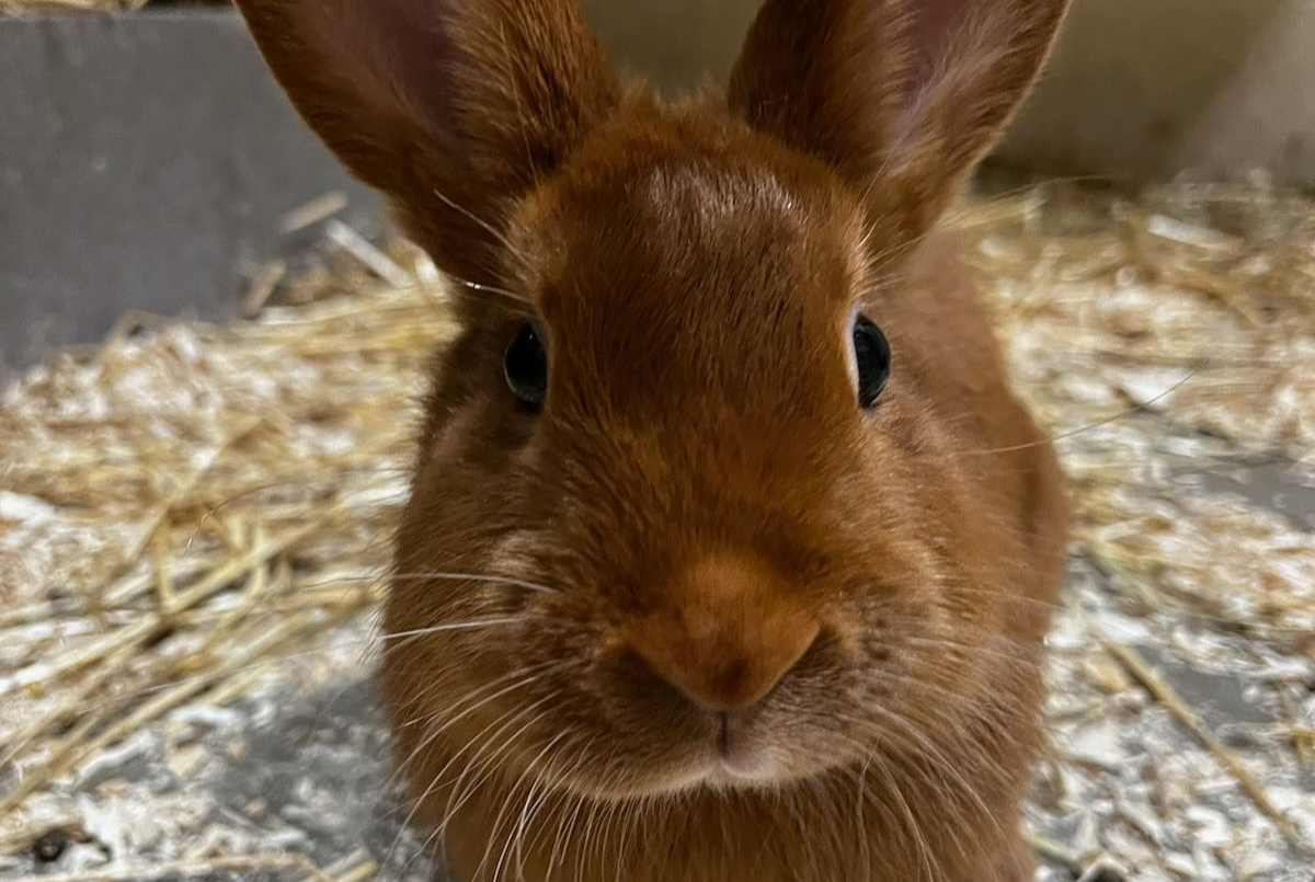 Rabbit – Utica Zoo