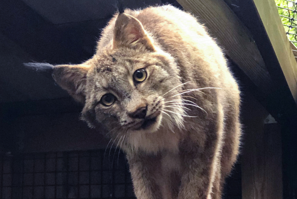 Canada Lynx – Utica Zoo