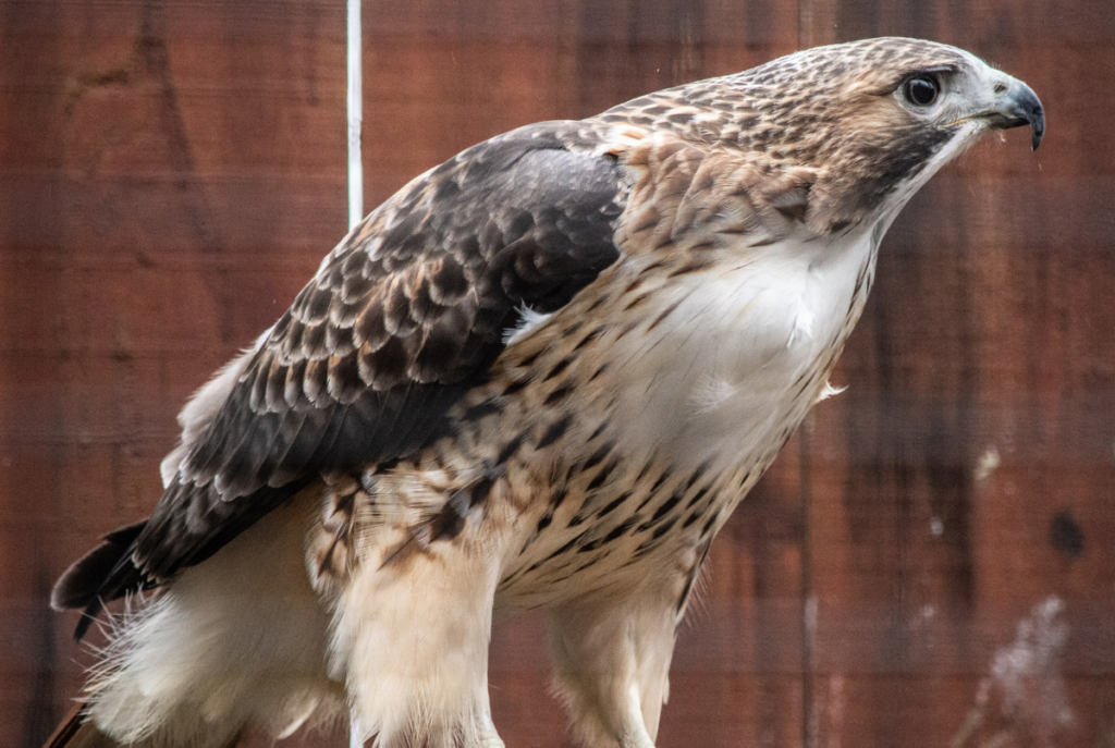 Red Tailed Hawk – Utica Zoo