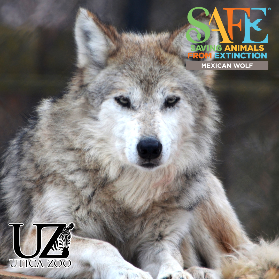 Mexican Wolf – Utica Zoo
