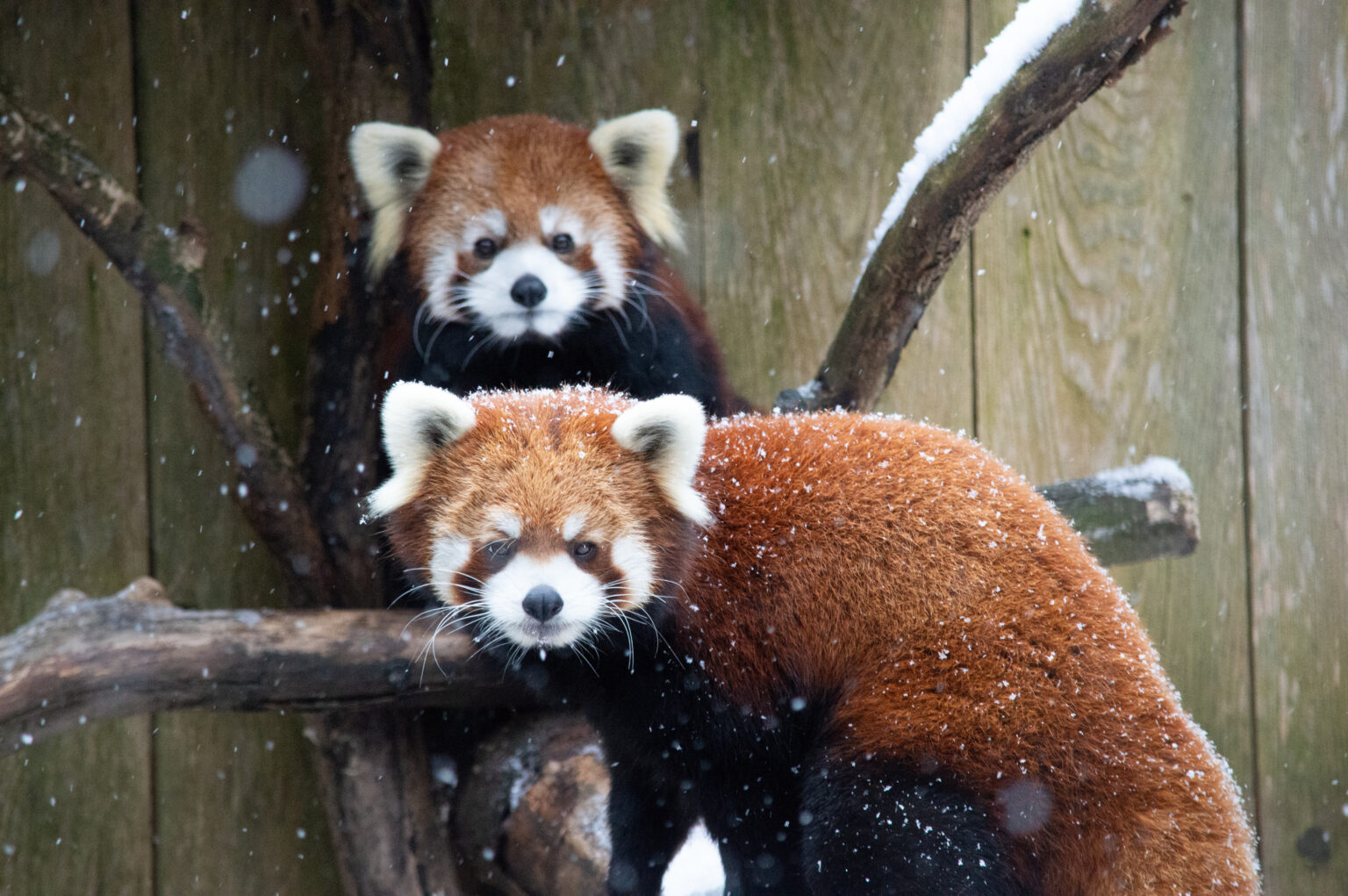 Red Panda – Utica Zoo