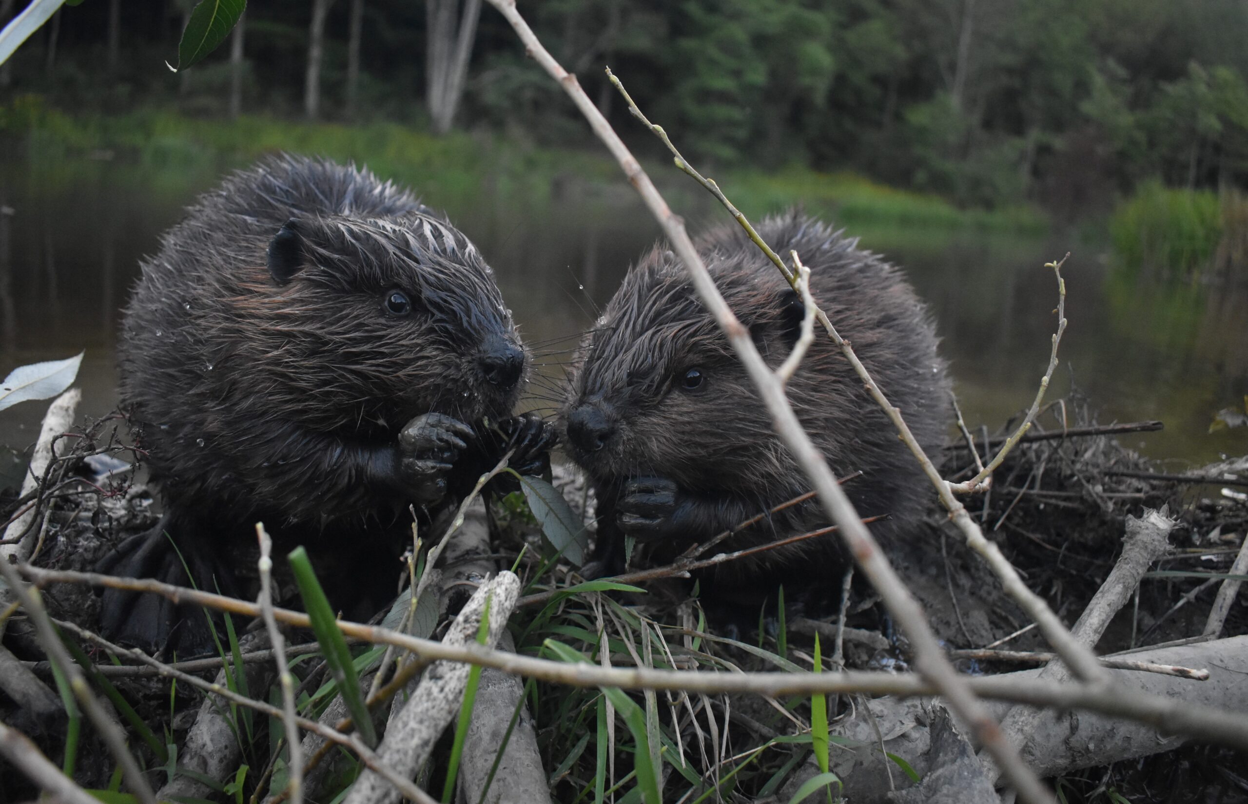 Dave Hall_DSC_0097a – Utica Zoo