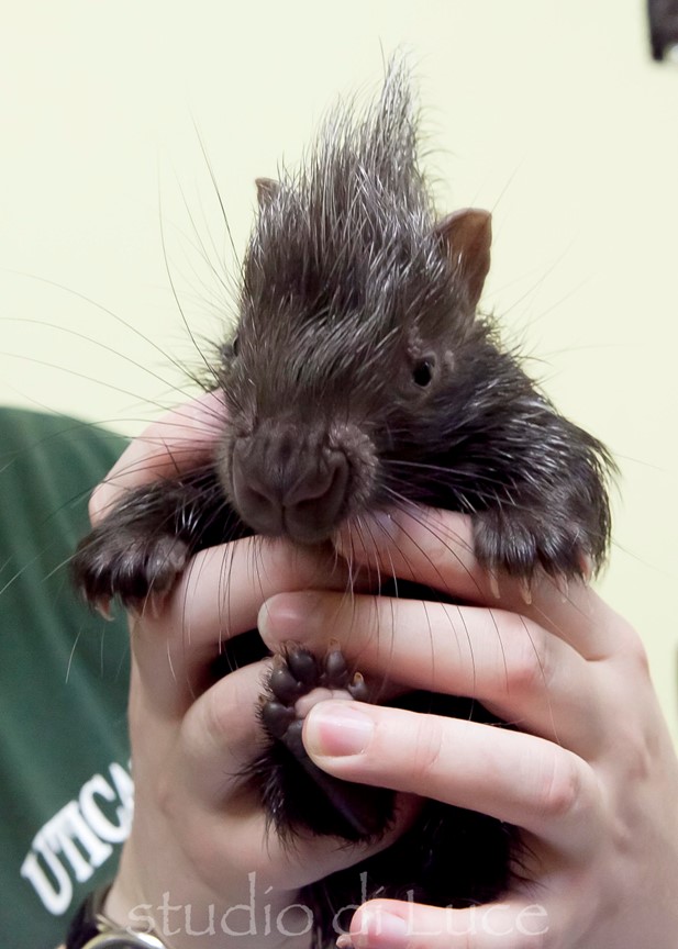 Comparative Psychology – Utica Zoo