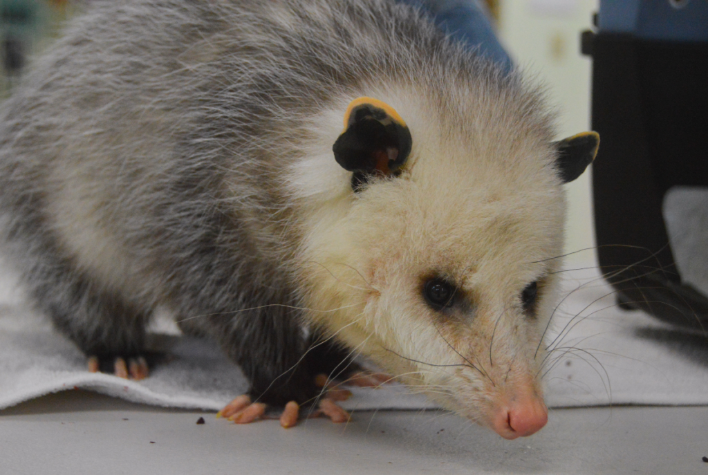 Virginia Opossum – Utica Zoo
