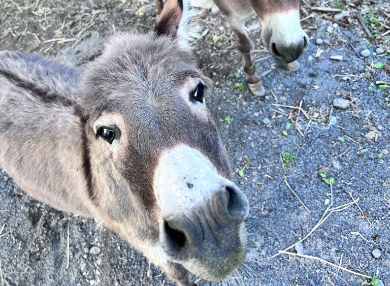 Miniature Donkey – Utica Zoo