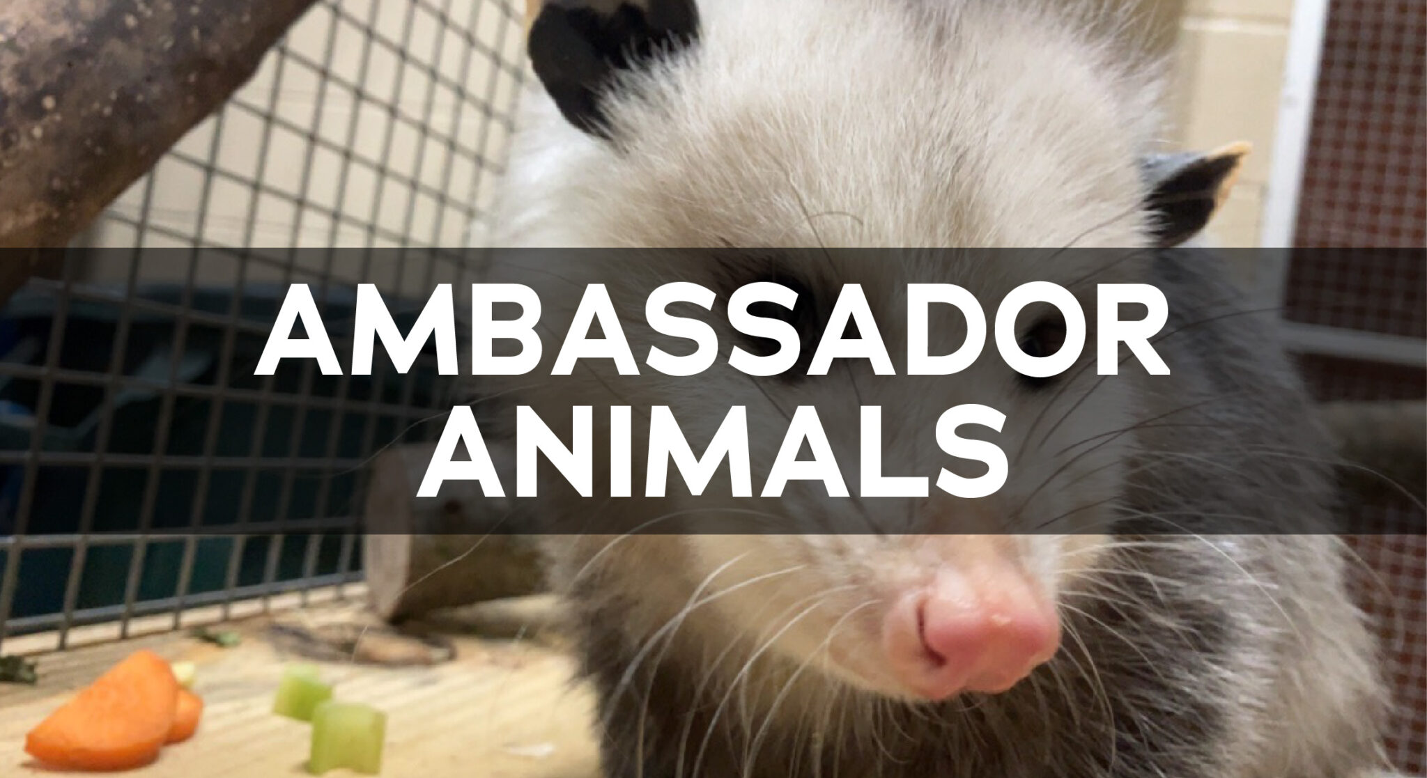 Animal Heading Images-AMBA – Utica Zoo