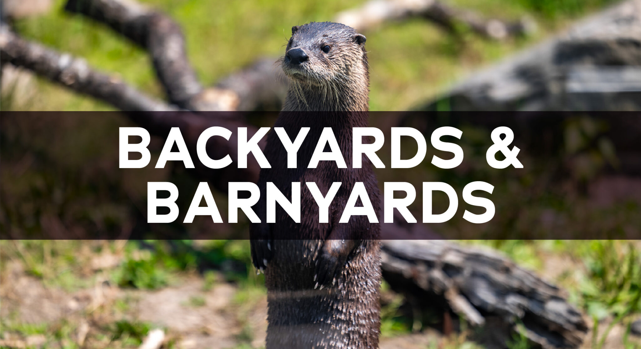 Animals – Utica Zoo