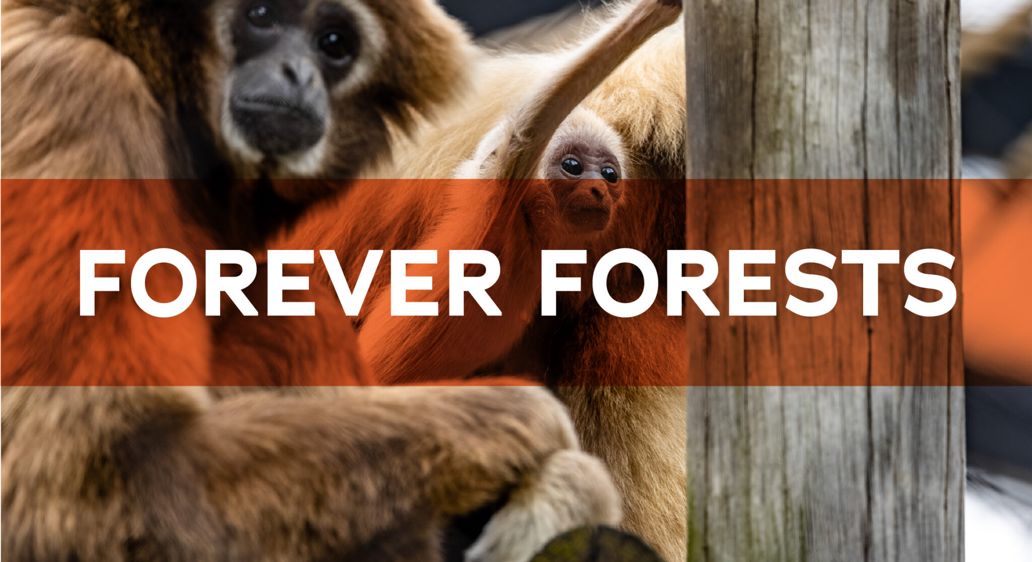 Animals – Utica Zoo