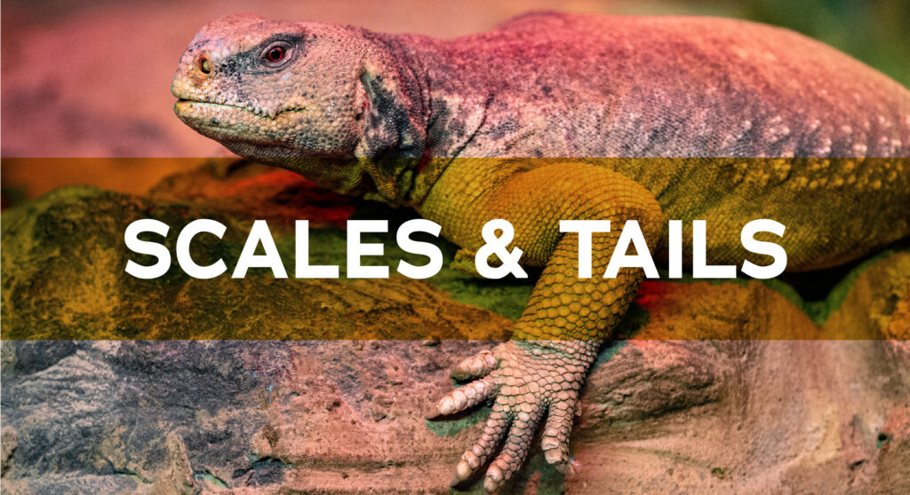 Animal Heading Images-Scales Tails – Utica Zoo