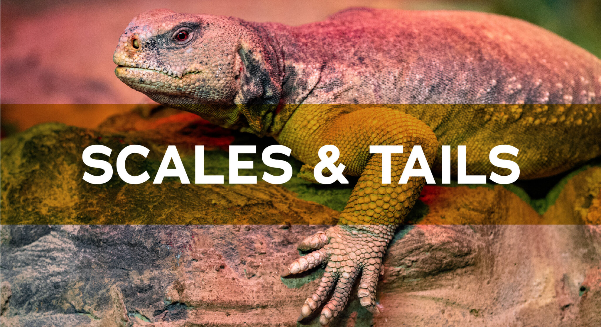 Animals – Utica Zoo