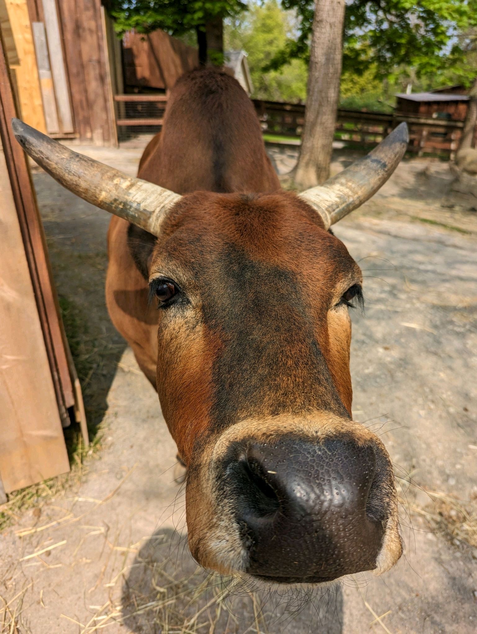 Photo Aug 06 2024, 8 54 14 AM (1) – Utica Zoo
