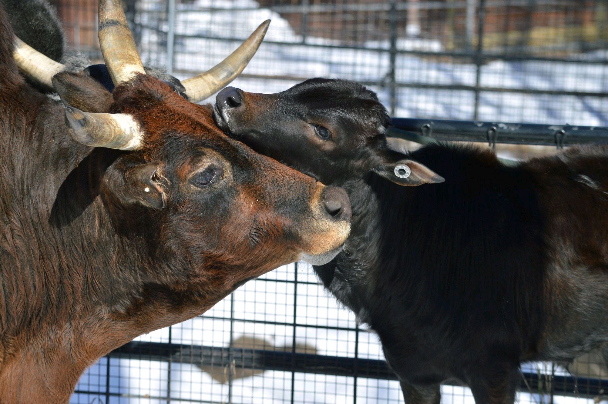 Photo Aug 06 2024, 8 54 14 AM – Utica Zoo