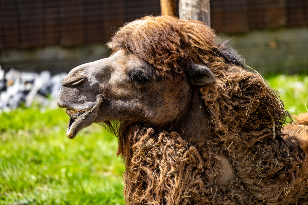 Animal Experiences – Utica Zoo