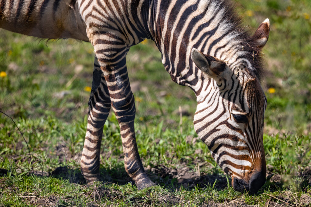 Animal Experiences – Utica Zoo