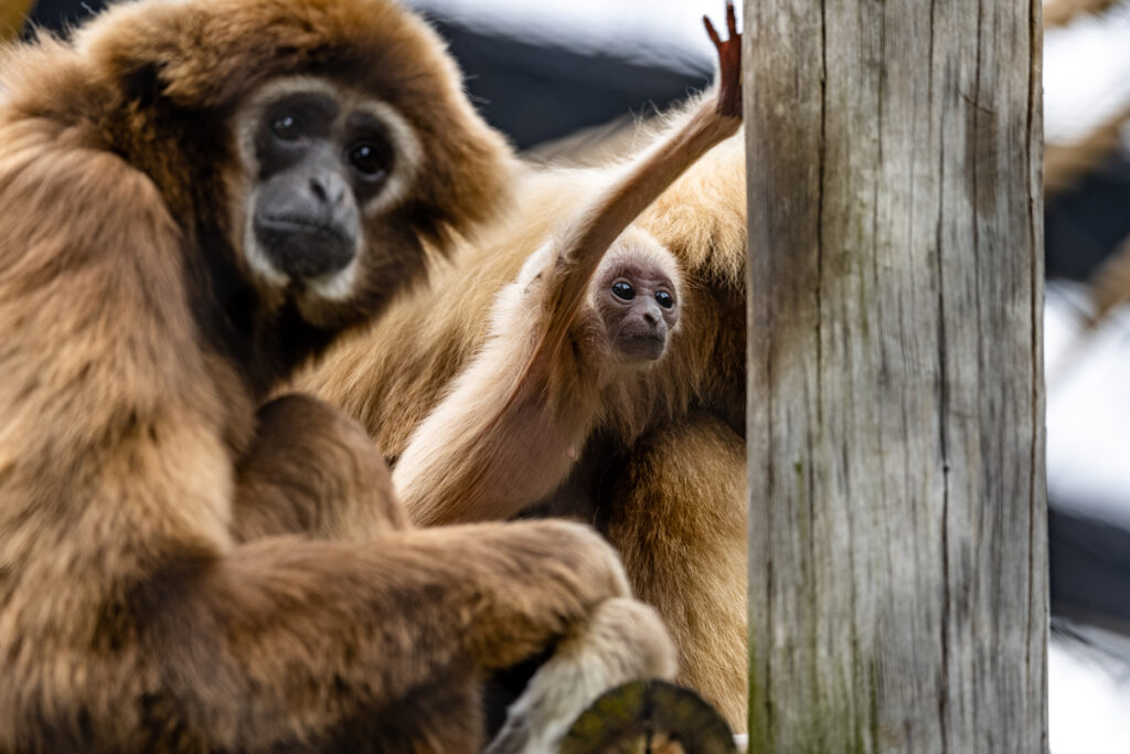 Animal Experiences – Utica Zoo
