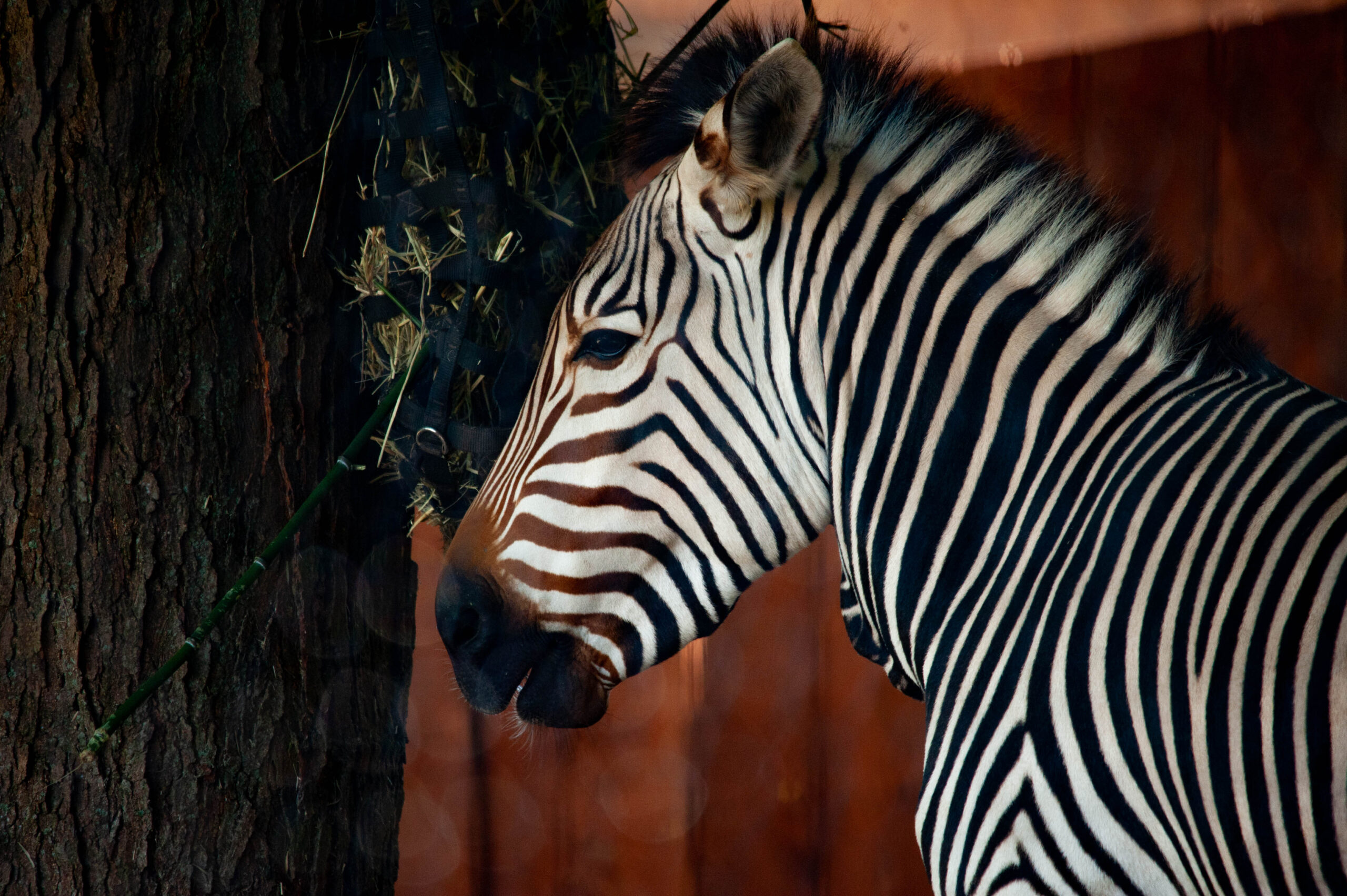 DSD_7595 – Utica Zoo