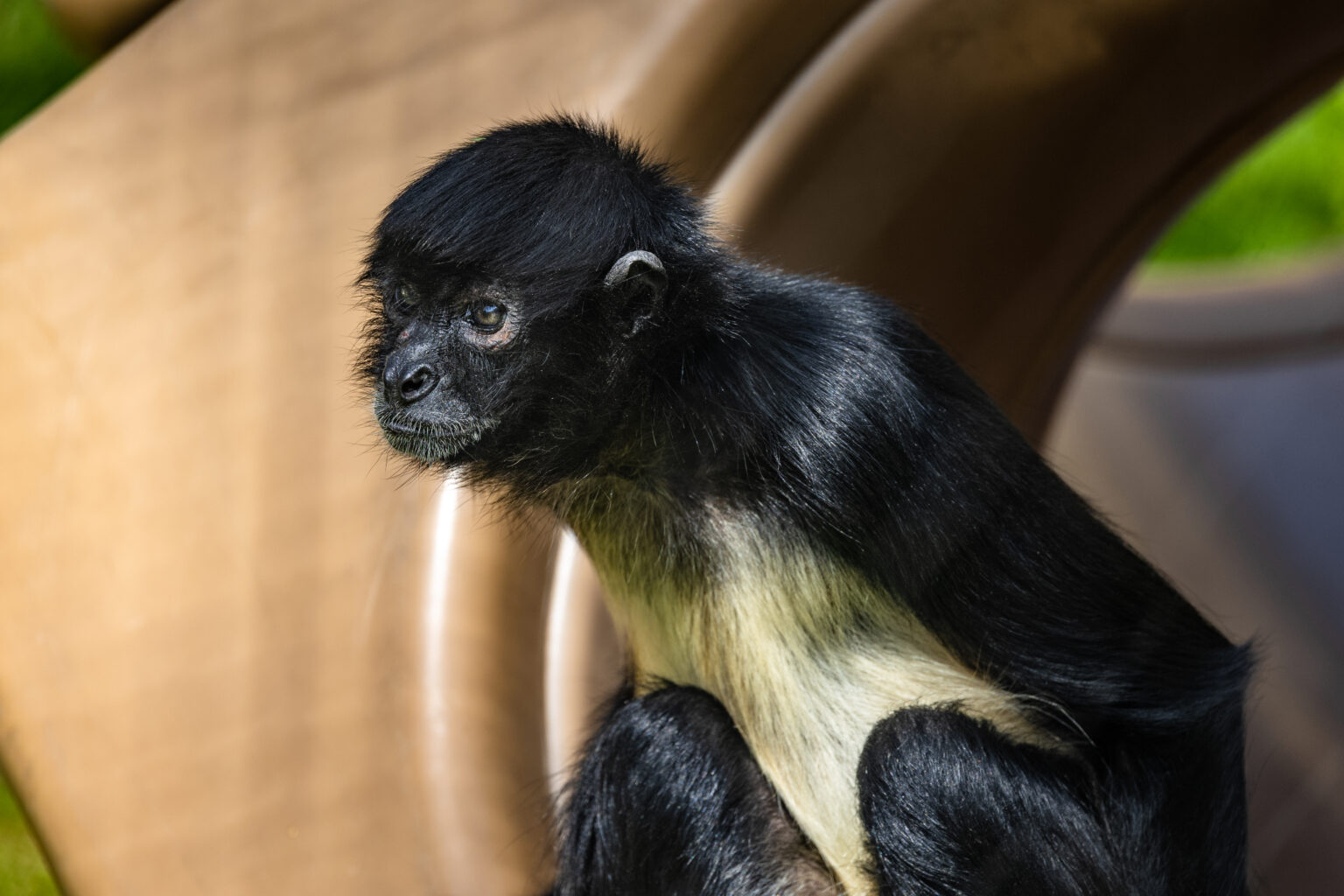 Annual Appeal – Utica Zoo