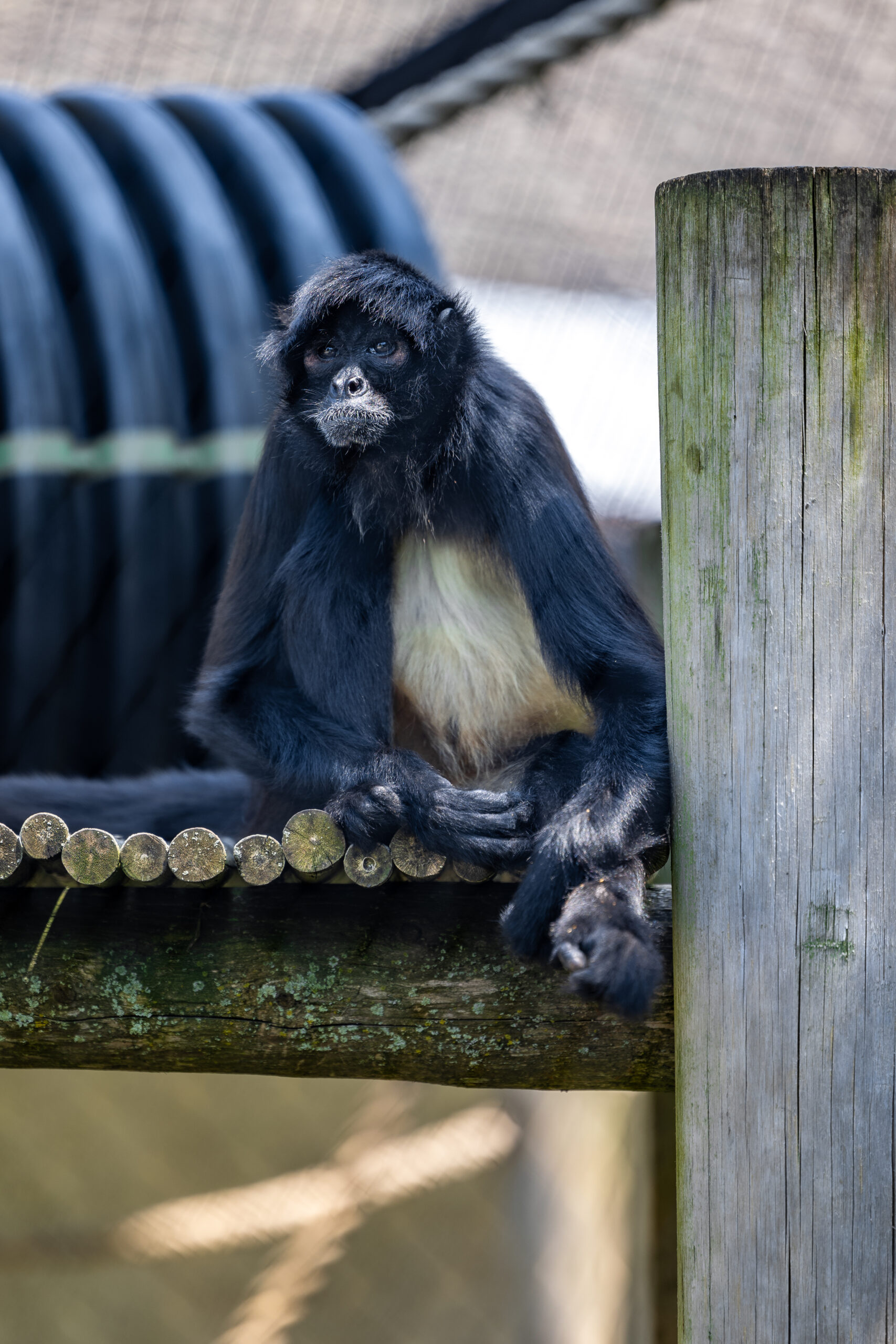 ZZP_240727_25 – Utica Zoo