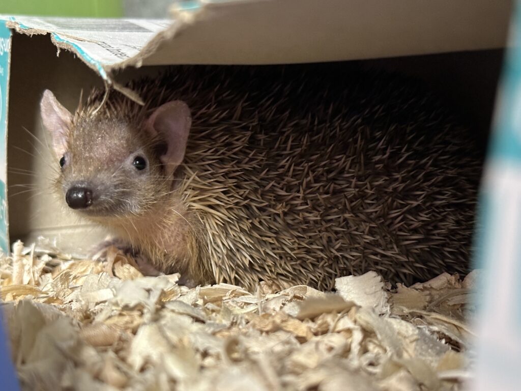Madagascar Lesser Tenrec – Utica Zoo