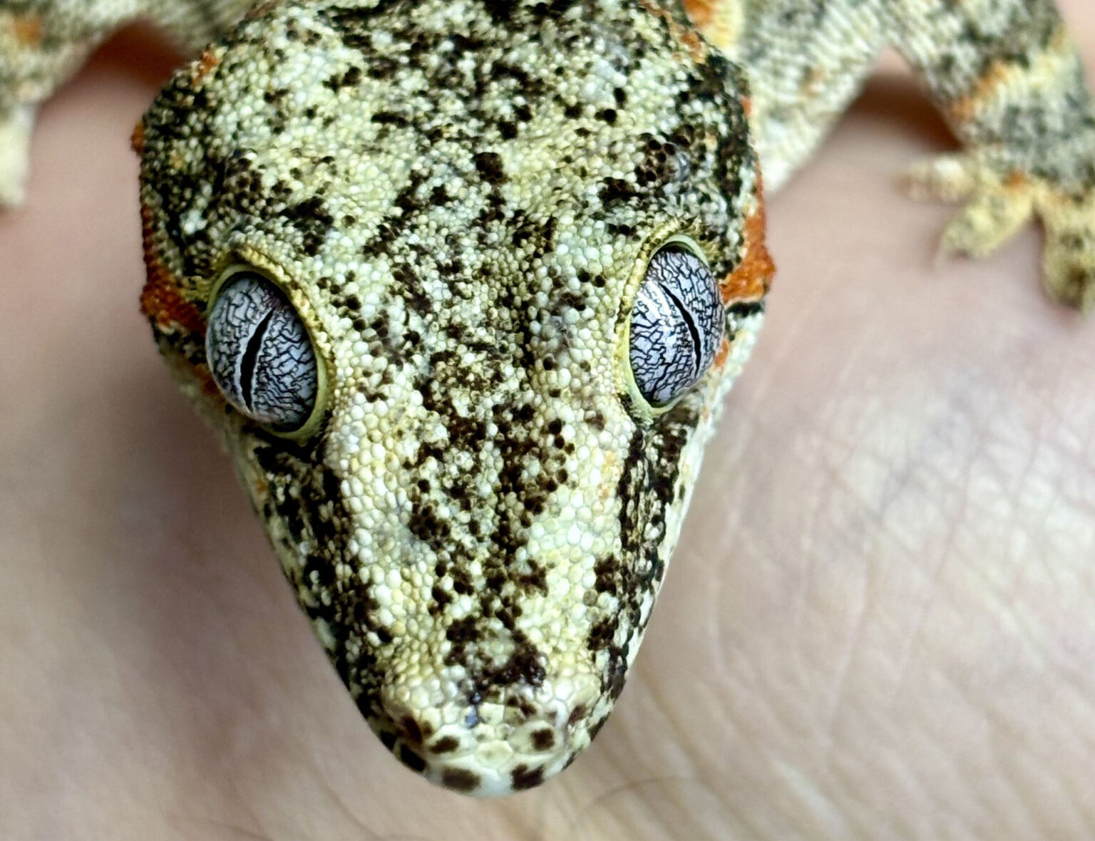 Gargoyle Gecko – Utica Zoo