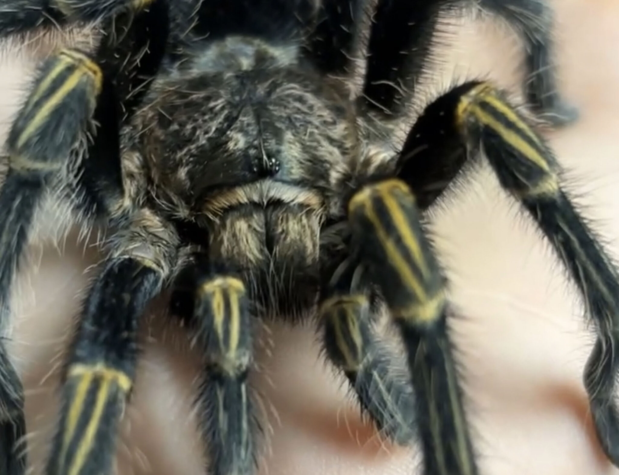 Golden Knee Tarantula – Utica Zoo