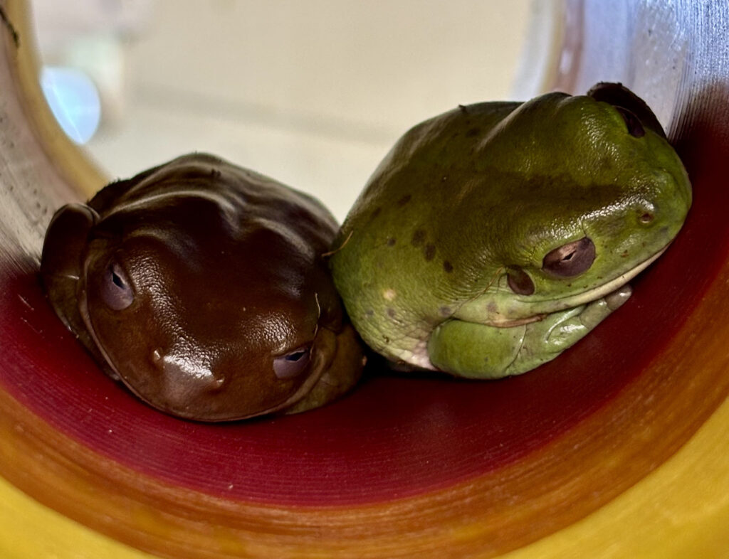 White’s Tree Frogs – Utica Zoo